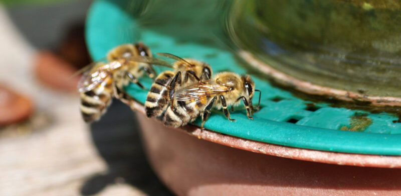 The Beekeeping Year: Summer – Mother Earth News